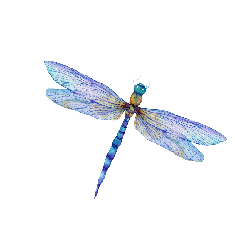 Dragonfly Graphics | Screen Printing & Embroidery in Gainesville