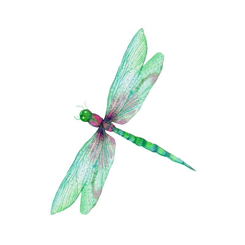 Dragonfly Graphics | Screen Printing